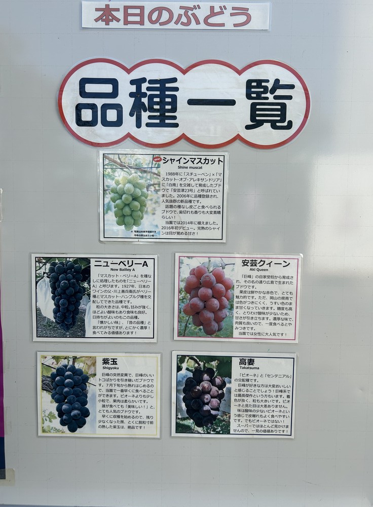 制限時間内は食べ放題！岡山市のサウスヴィレッジでぶどう・シャインマスカット狩り♪ | KCTトクもりっ