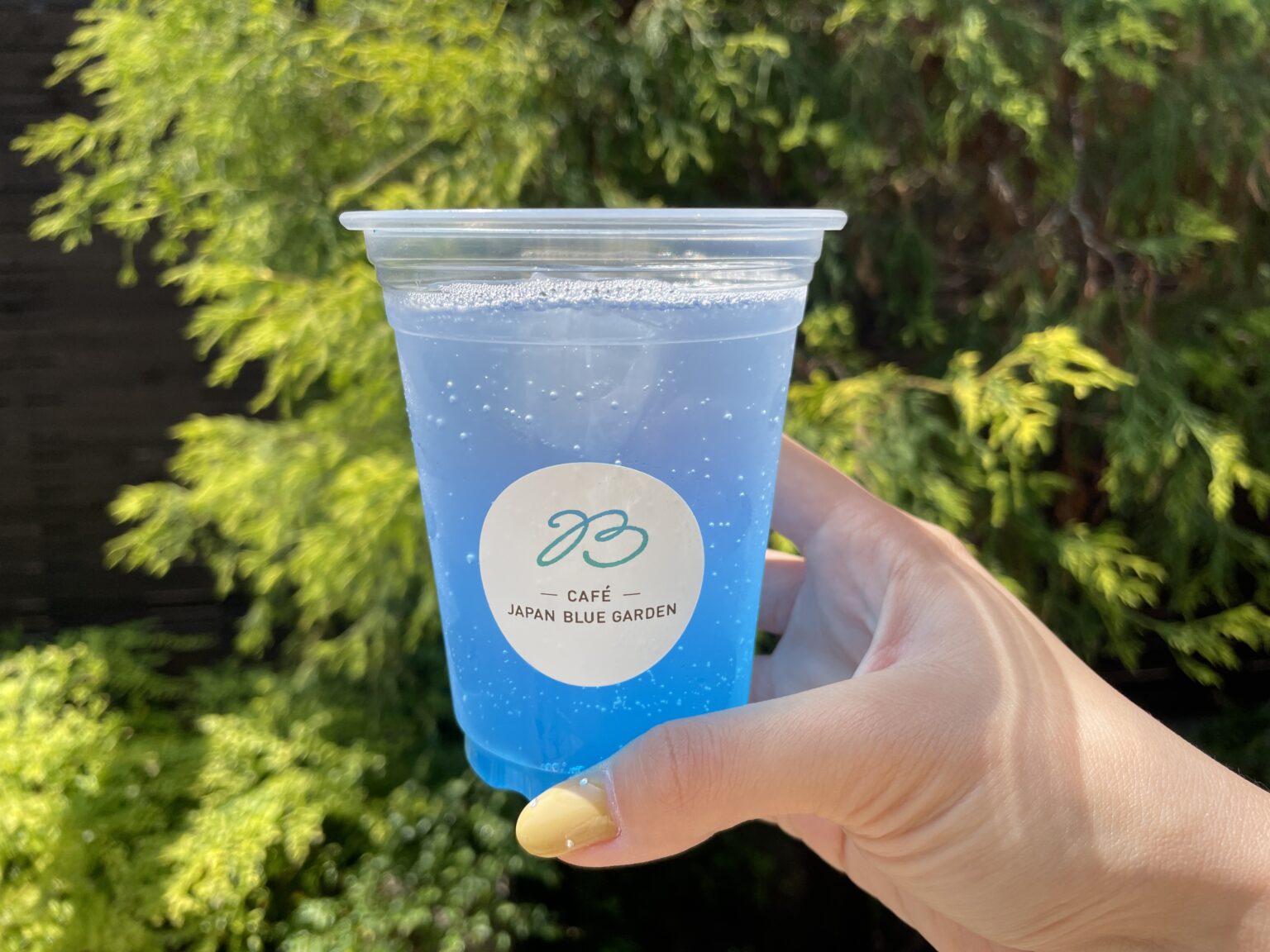 ご当地ドリンクが大注目！倉敷市児島「CAFE JAPAN BLUE GARDEN」のデニムドリンク💙 | KCTトクもりっ