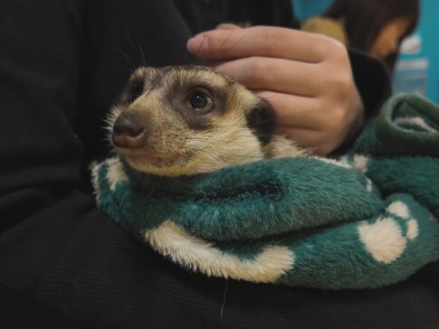 小鳥やウサギ、カメレオンまで！？50種の動物と触れ合える「いきものふれあい学校」🐇 | KCTトクもりっ